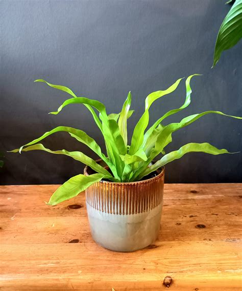 Asplenium Antiquum 12cm Diameter Pot Small And Green