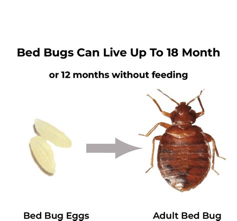 Bed Bug Stages