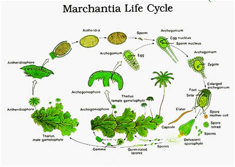 Bryophyta Biology4isc