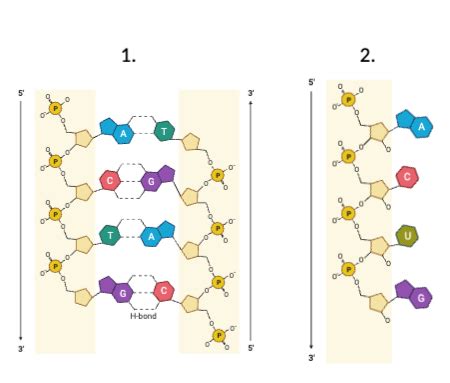 Analyzing An Illustration Of DNA RNA Molecules Identifying