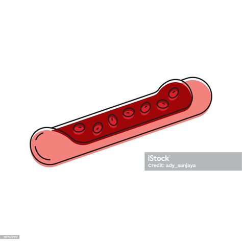 정맥 벡터 아이콘 기호를 통해 흐르는 혈액 세포는 흰색 배경에 고립 된 의료 건강관리와 의술에 대한 스톡 벡터 아트 및 기타 이미지 건강관리와 의술 고체 과학