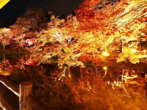京都府立植物園（京都） 2023年紅葉ライトアップ・見頃情報 Amatavi
