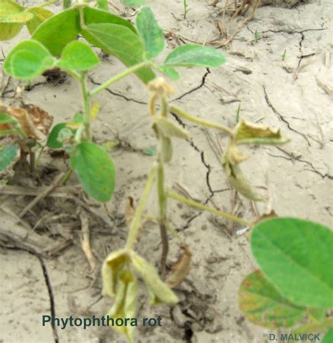 Phytophthora Root And Stem Rot On Soybean Umn Extension