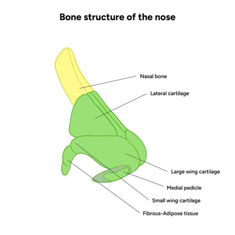 Structure Osseuse De Lanatomie Du Nez Diagramme Médical Infographique Otolaryngologie Vecteur