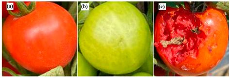 Classification Of Tomato Fruit Using Yolov5 And Convolutional Neural