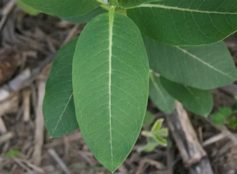 Types Of Tree Leaves With Pictures And Characteristics