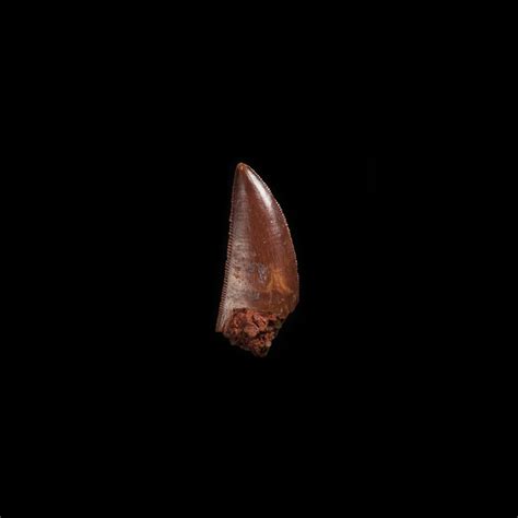 Dromaeosaur Raptor Tooth — Fossil Soup