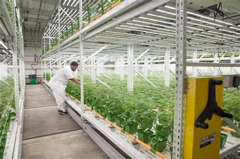 Cannabis Grow Facility Security Installation Top Provider