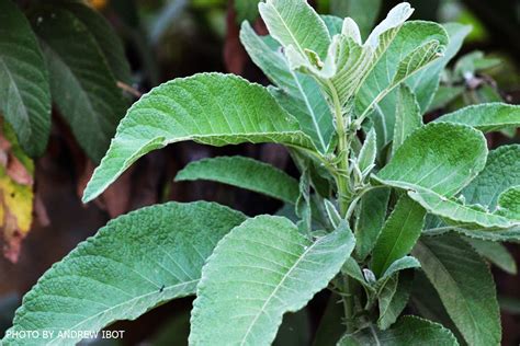 Ako Si Andrew Ibot Sambong Uses Health Benefits Side Effects