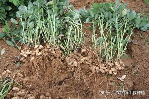 花生进入荚果膨大期植株却枯萎了找准原因及早防治才是关键 知乎