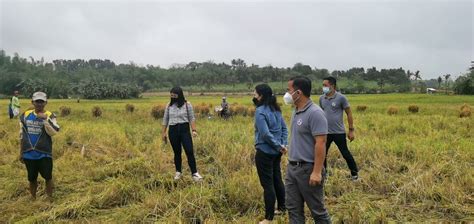 pia buffer stocking scheme prompts farmers to sell palay to nfa