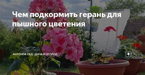 Чем подкормить герань для пышного цветения Антонов сад дача и огород Дзен