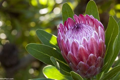 Maui Plant Of The Month Protea Flowers