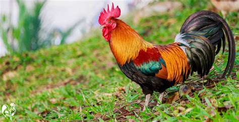 Chicken Sexing Backyard Chickens Learn How To Raise Chickens