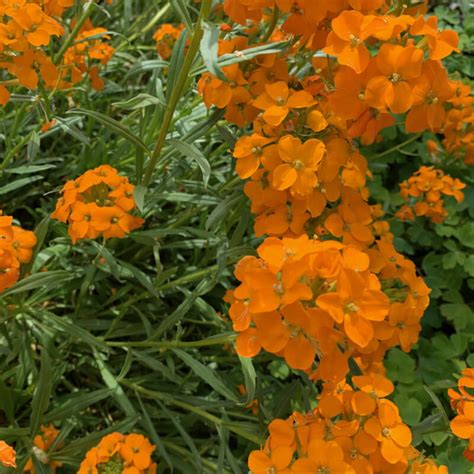 Siberian Wallflower