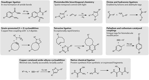 Bioorthogonal Chemistry Pubmed