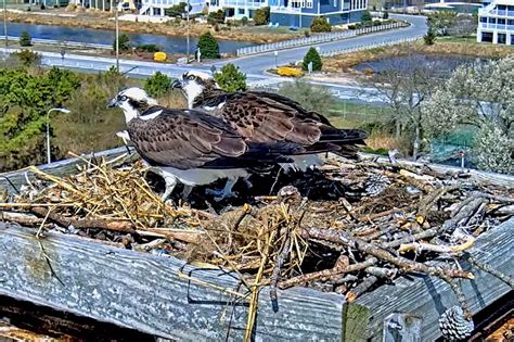 Ospreys Live Streaming Webcams United States