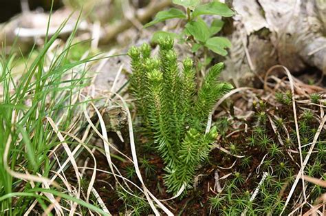 고사리식물 좀다람쥐꼬리