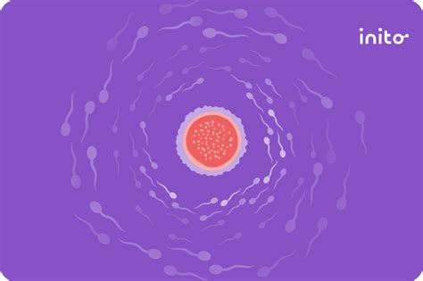 Chances Of Getting Pregnant On Ovulation Day What To Know