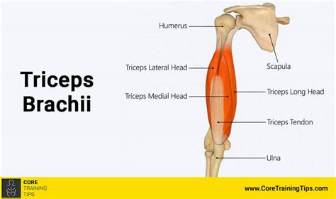 TRX Triceps Exercises Anatomy Benefits Proper Technique