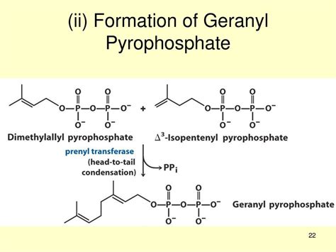 Cholesterol Metabolism Ppt Download