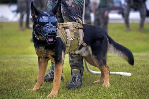 Military K9 Unit Series At Jocelyn Wilson Blog