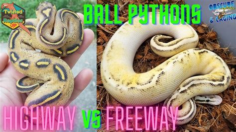 Highway Vs Freeway Ball Pythons Youtube