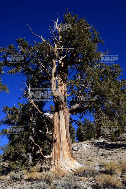 Nnp Photo Library