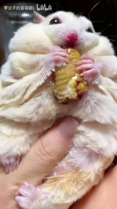 Bug Paste Is Delicious Youtube