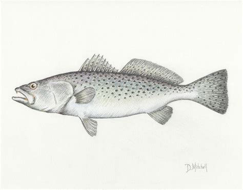 Speckled Trout Drawing