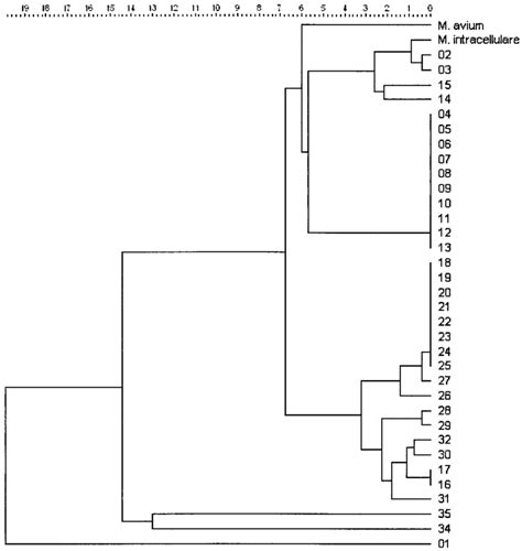 Cluster Analysis Of Complete Its Nucleotide Sequences The Bar Above Download Scientific