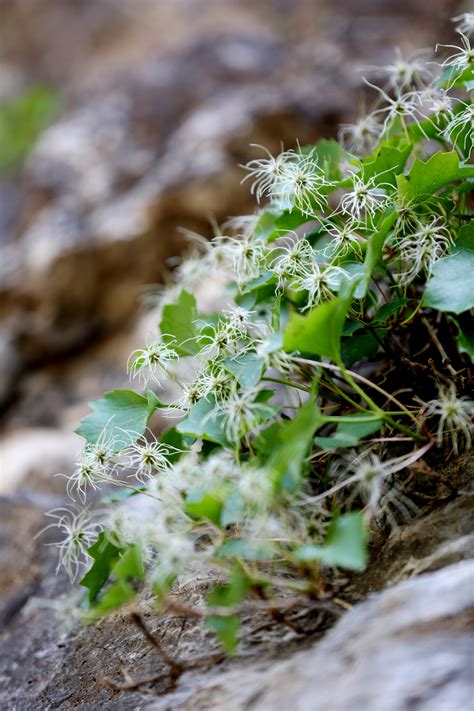 野外仅存两株百花山葡萄增补为国家一级保护植物