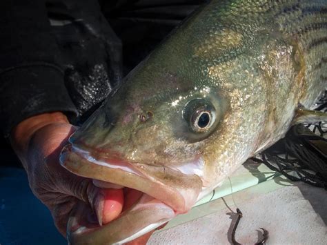 Fall Migration Of Striped Bass Tackledirect