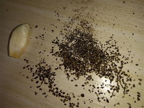 蟑螂屎的照片 蟑螂的照片恶心 伤感说说吧