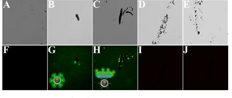 Figure 1 From Dual Mode Biosensor For Simultaneous And Rapid Detection Of Live And Whole