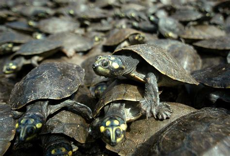 La Tortuga Sudamericana Gigante Reaparece En Ríos De La Amazonía Brasileña Los Tiempos