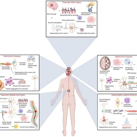 Schematic Representation Of Various Signaling Pathways Associated With