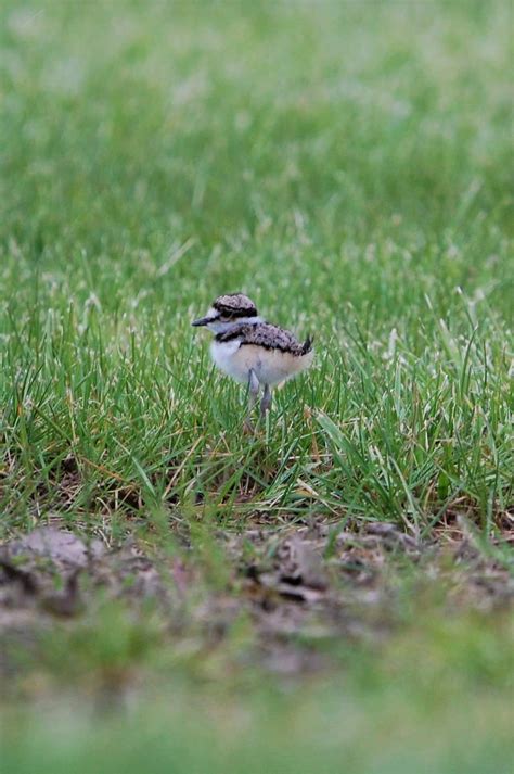 Killdeer Chicks