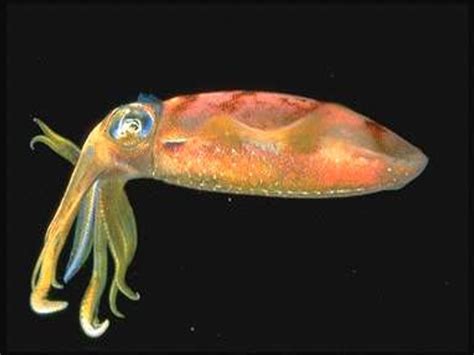 Phylum Mollusca Online Presentation