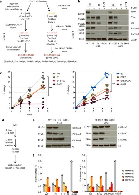 Complete Loss Of H3k9 Methylation Dissolves Mouse Heterochromatin