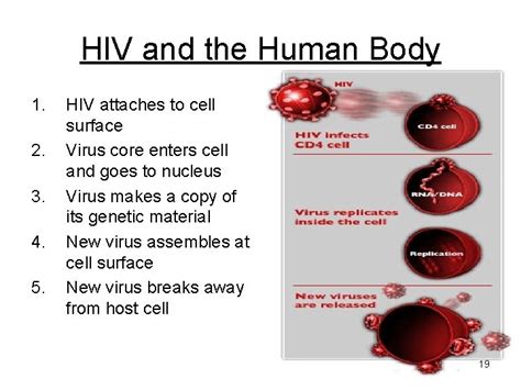 Chapter 25 Sexually Transmitted Infections And Hiv Aids