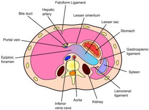 What Is The Lesser Sac Of The Abdomen