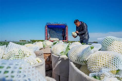 河北滦南蔬菜喜丰收 产业致富忙