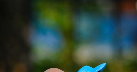 සුදු නෙලුම කල් ඉකුත් වු සෙනෙහස