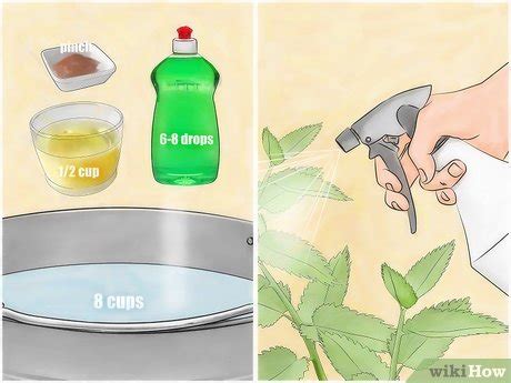 Ways To Get Rid Of Aphids WikiHow