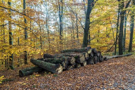 Trees With Yellow And Green Foliage In Indian Summer Stock Image Image Of Autumn Sunny