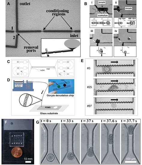 Current Microfluidic Systems For Processing Of Female Gametes And Download Scientific Diagram
