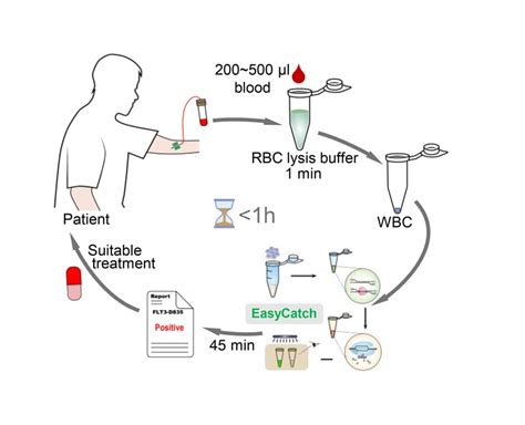 Crispr Based Breakthrough For Infectious Disease And Cancer Diagnostics