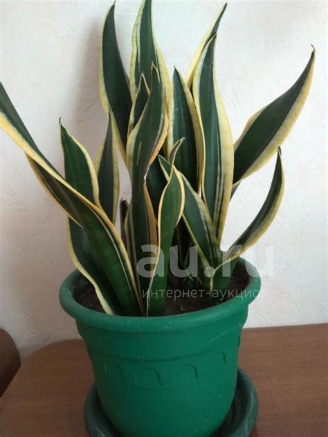 Растение Сансевиерия трехполосная щучий хвост — купить в Красноярске Горшечные растения и