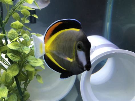 qt fail reef2reef saltwater and reef aquarium forum